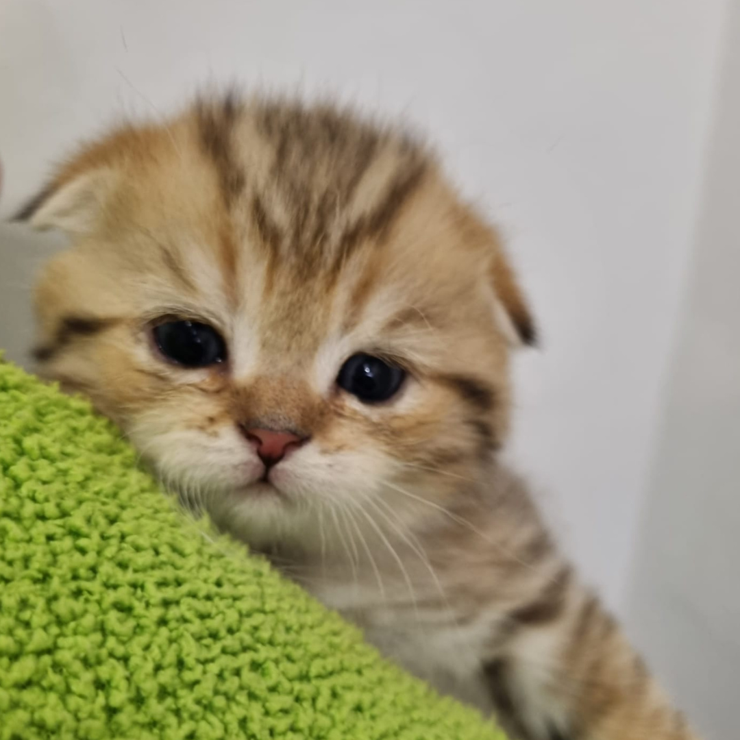 SCOTTISH FOLD – Exotic Baby Cats