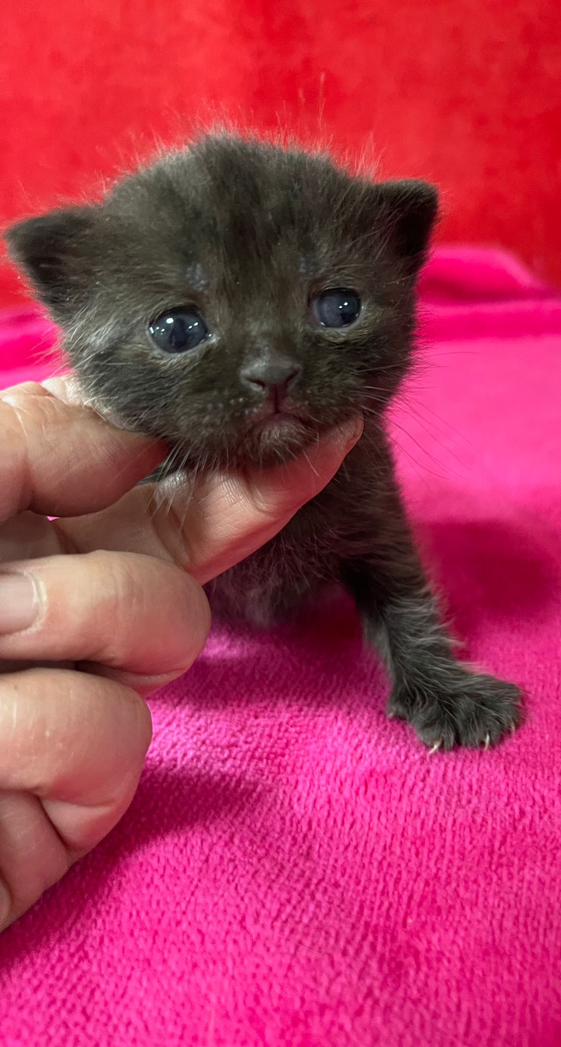 SCOTTISH FOLD – Exotic Baby Cats