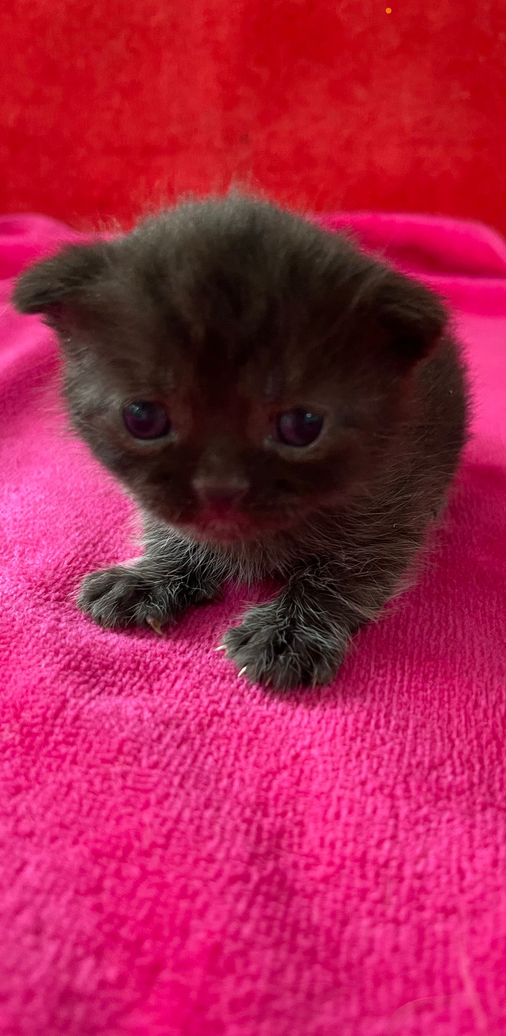 SCOTTISH FOLD – Exotic Baby Cats