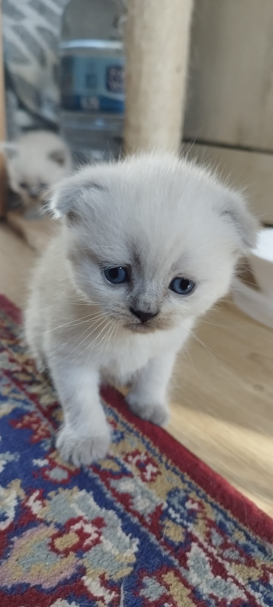 SCOTTISH FOLD – Exotic Baby Cats