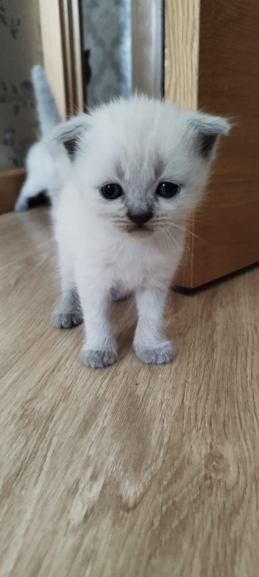 SCOTTISH FOLD – Exotic Baby Cats
