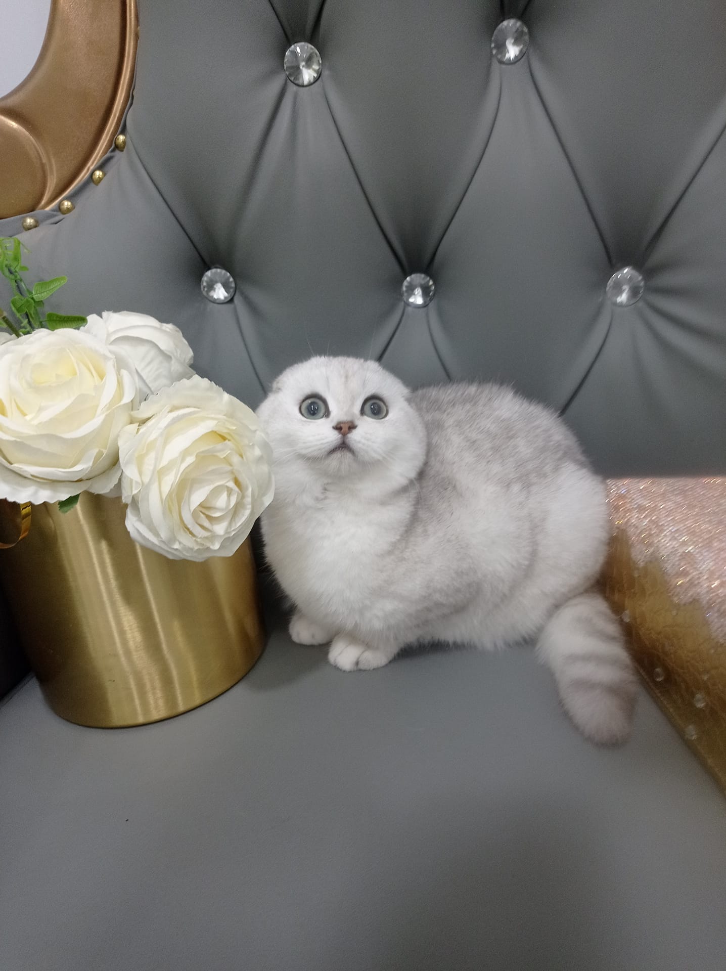 SCOTTISH FOLD – Exotic Baby Cats