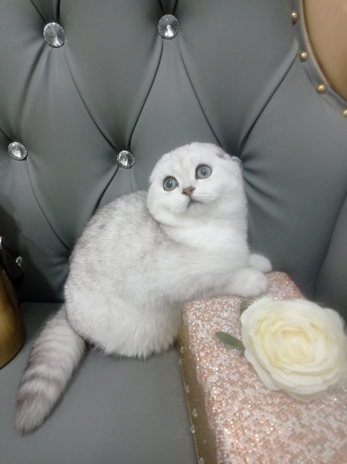 SCOTTISH FOLD – Exotic Baby Cats