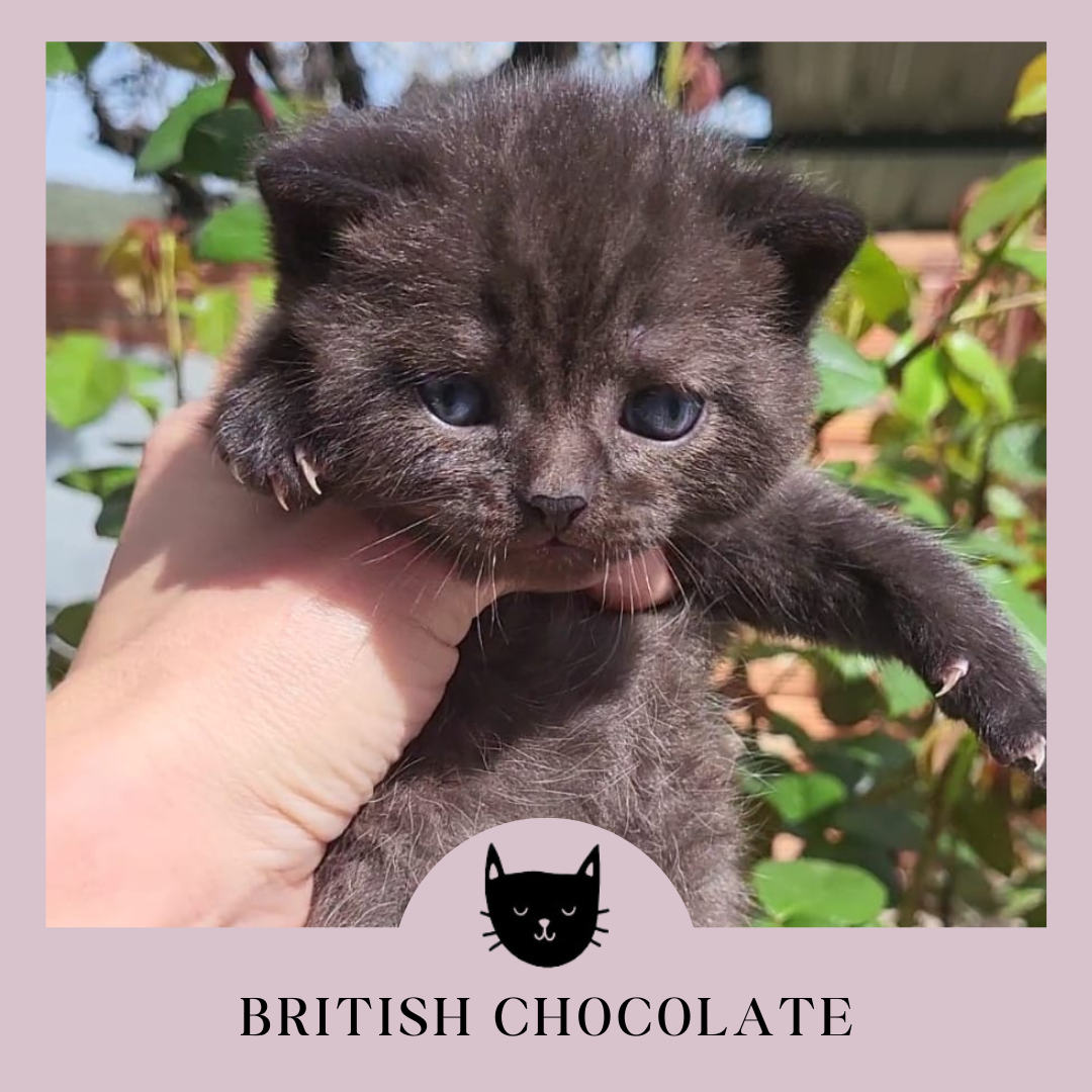 GATITOS DISPONIBLES – Exotic Baby Cats