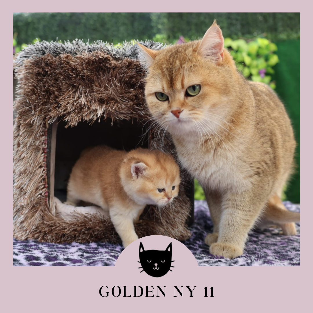 GATITOS DISPONIBLES – Exotic Baby Cats