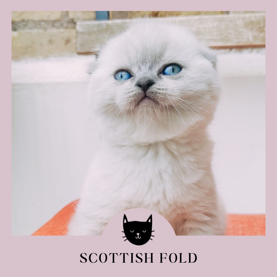 GATITOS DISPONIBLES – Exotic Baby Cats